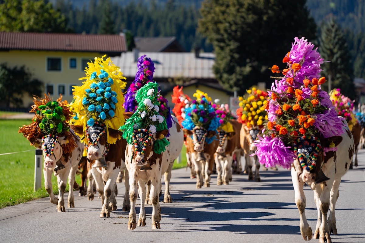 Almabtrieb in Tirol - A Celebration of Cows, Colours and Community ...